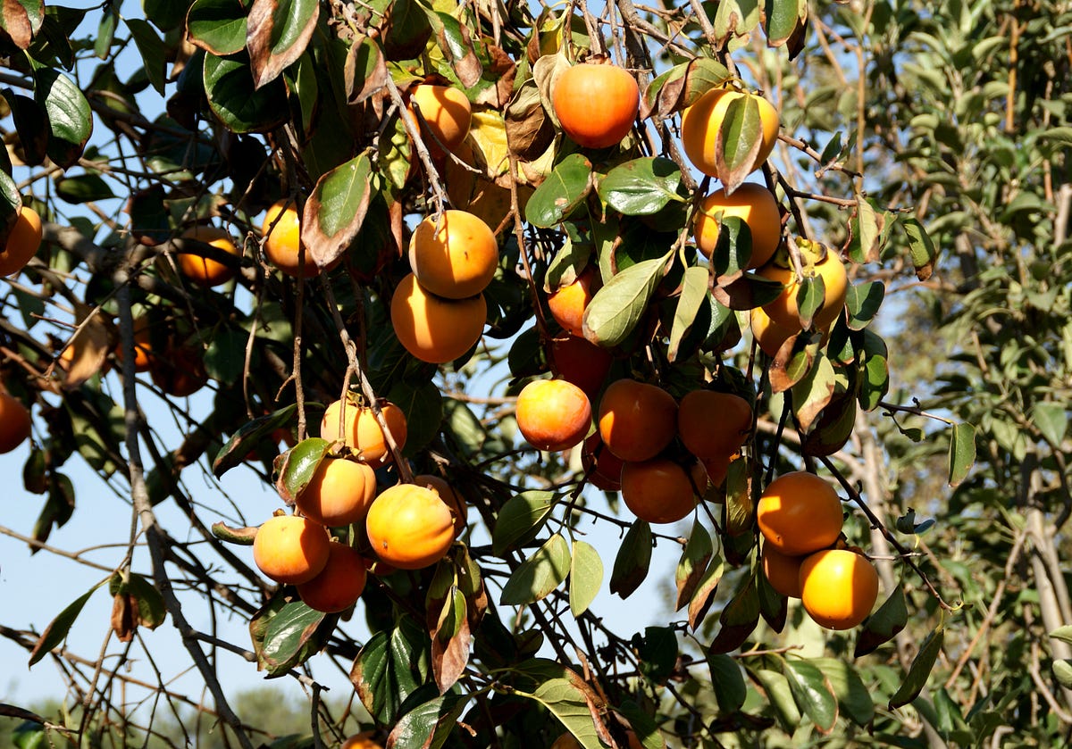 Luscious Fruits - 1. Fruits in the arboretum | by Dr. Seema Patel (PhD ...
