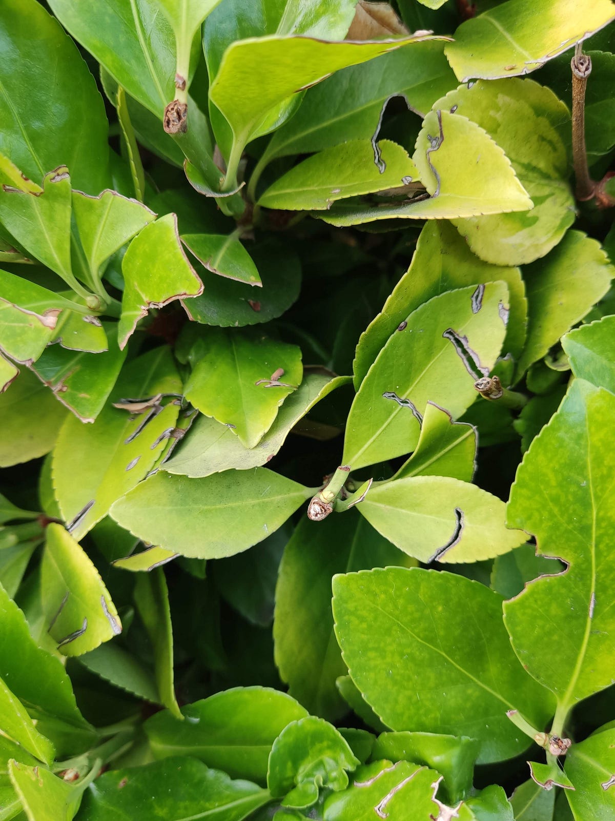 Two Houses, a Hedge - Nadia Hoffmann - Medium