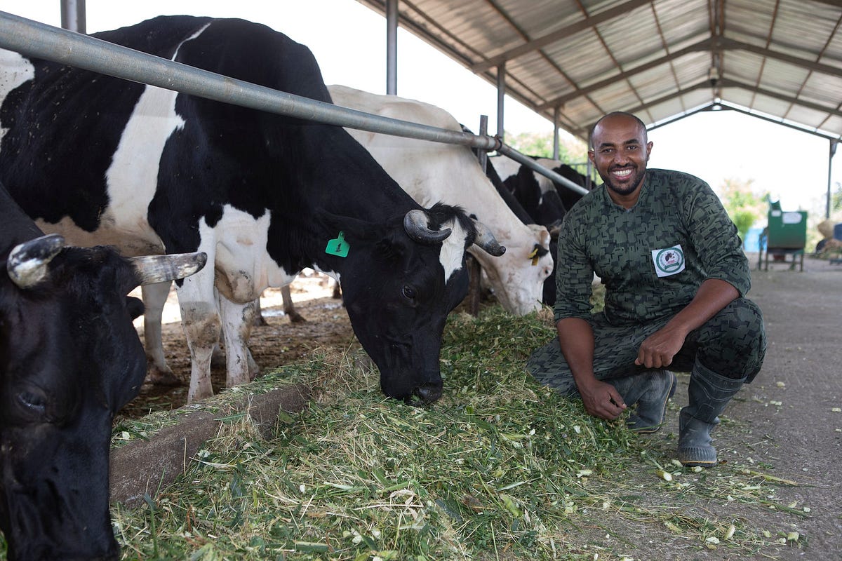 DairyLink: Transforming How Dairy Cooperatives Are Managed | by Teddy ...