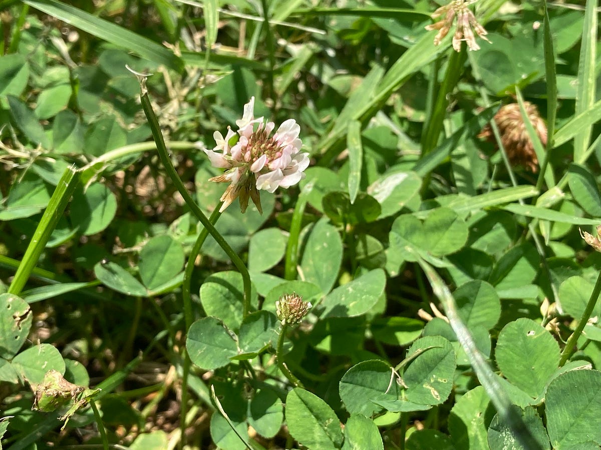 City Flora #1 — The Lawn. Alright internet people — lets touch… | by A ...