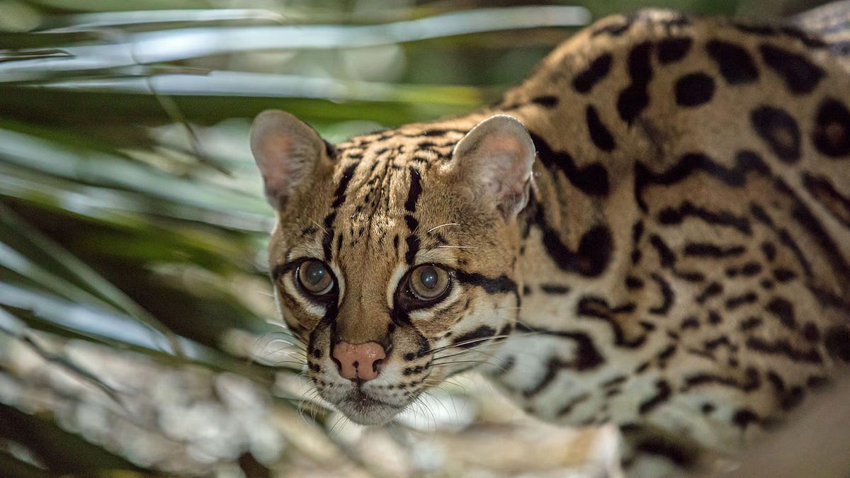Amazon’s Ocelot: a Cat (Qubit) to Change the Game in Quantum Error ...