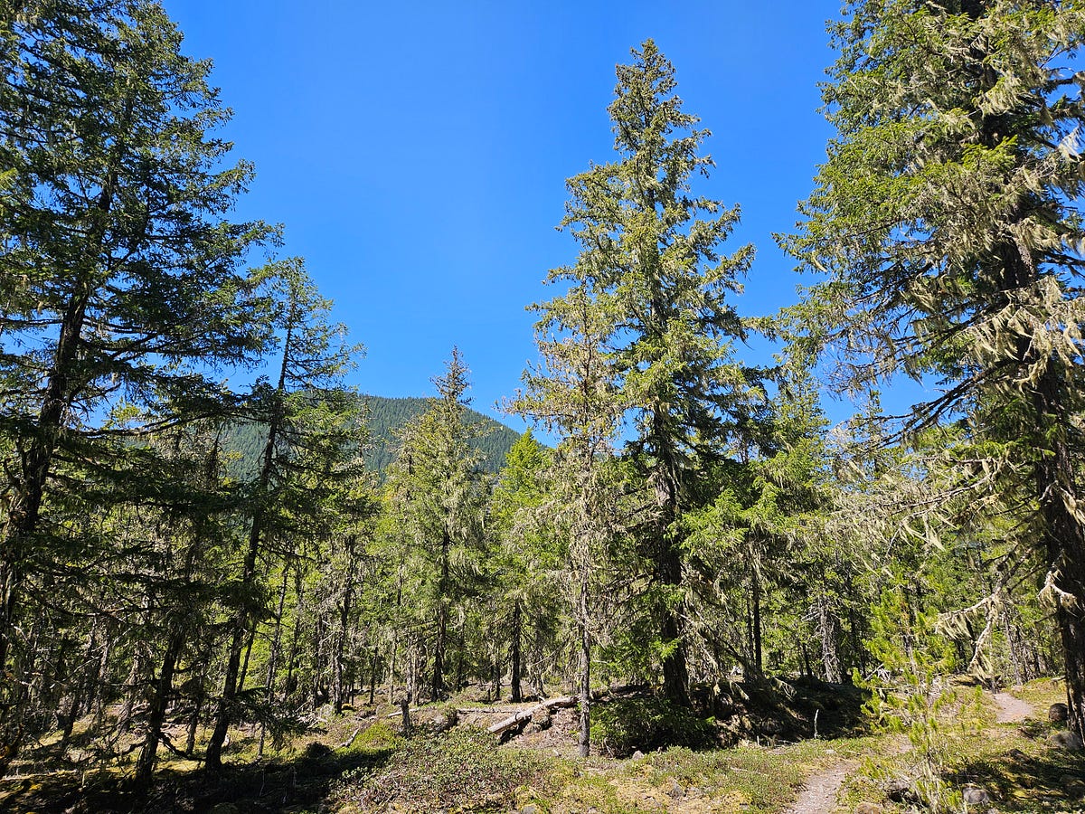 The Song of the Forest. Inspiring Takeaways from a Hike | by Kunal ...