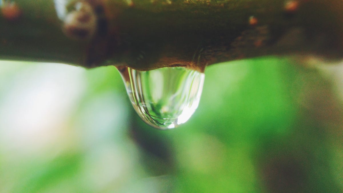 “Macros”. • the photos I uploaded, taken using an… | by Irwan | Medium