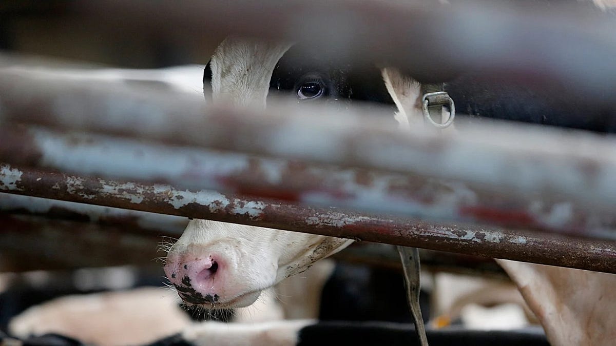 Unveiling Unethical Practices in Factory Farms: A Closer Look at Animal ...