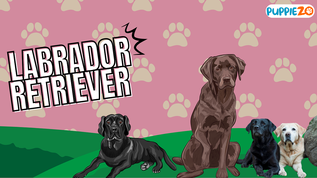 Labrador Retriever: Unleashing the Heart and Soul of a Furry Companion ...