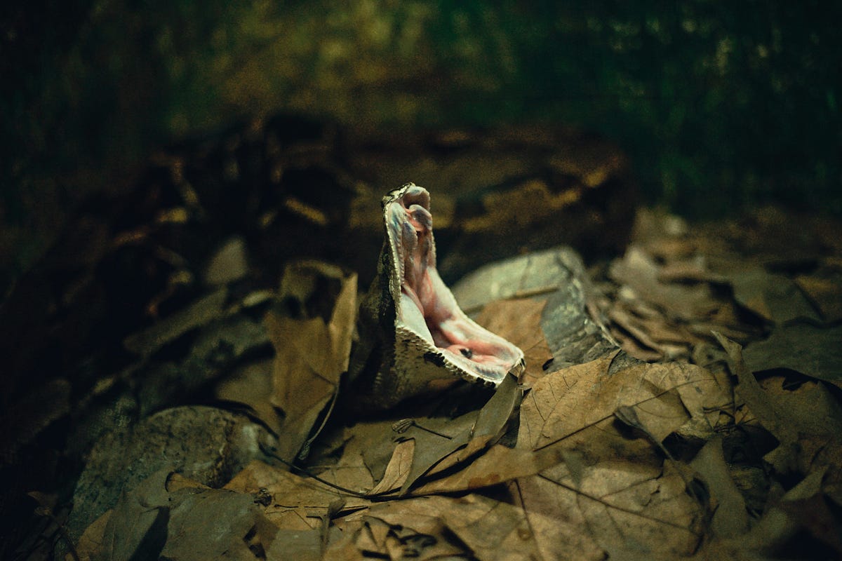 The Snake Detection Hypothesis: Evolution’s Silent Sentinel | by ...