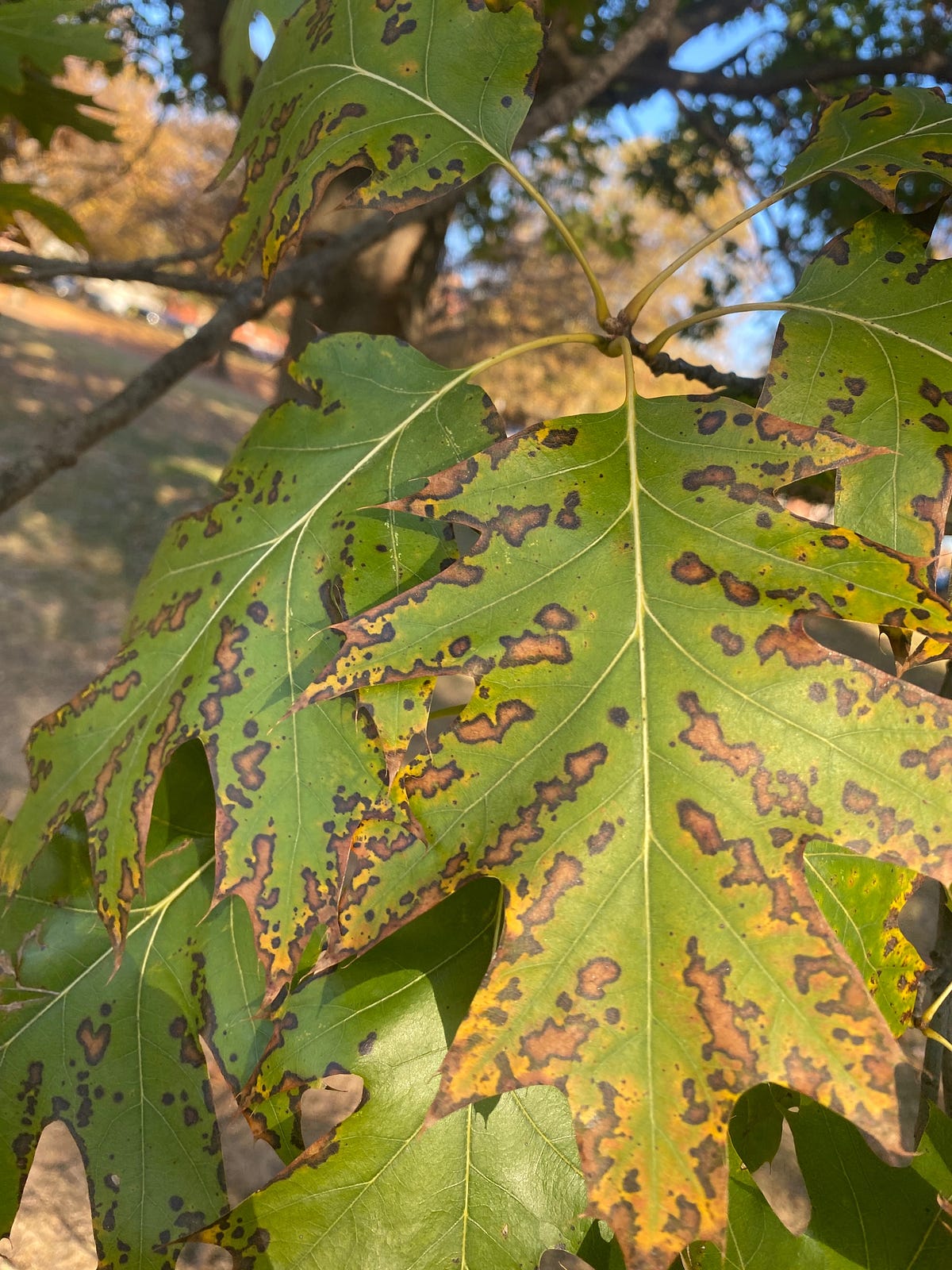 *title pending. Santa is coming … right? | by Nikiea | Medium