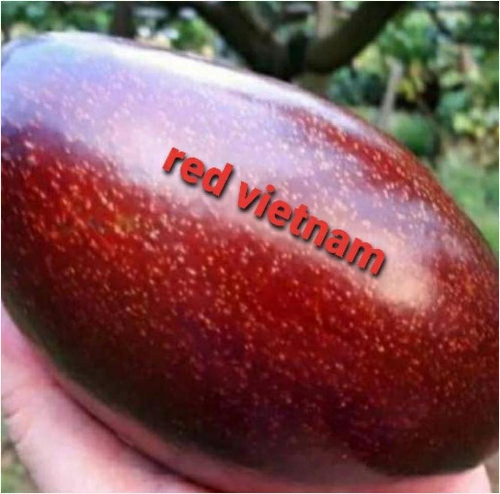 Bibit Alpukat Red Vietnam Tanaman Merah Okulasi Probolinggo Terlaris ...
