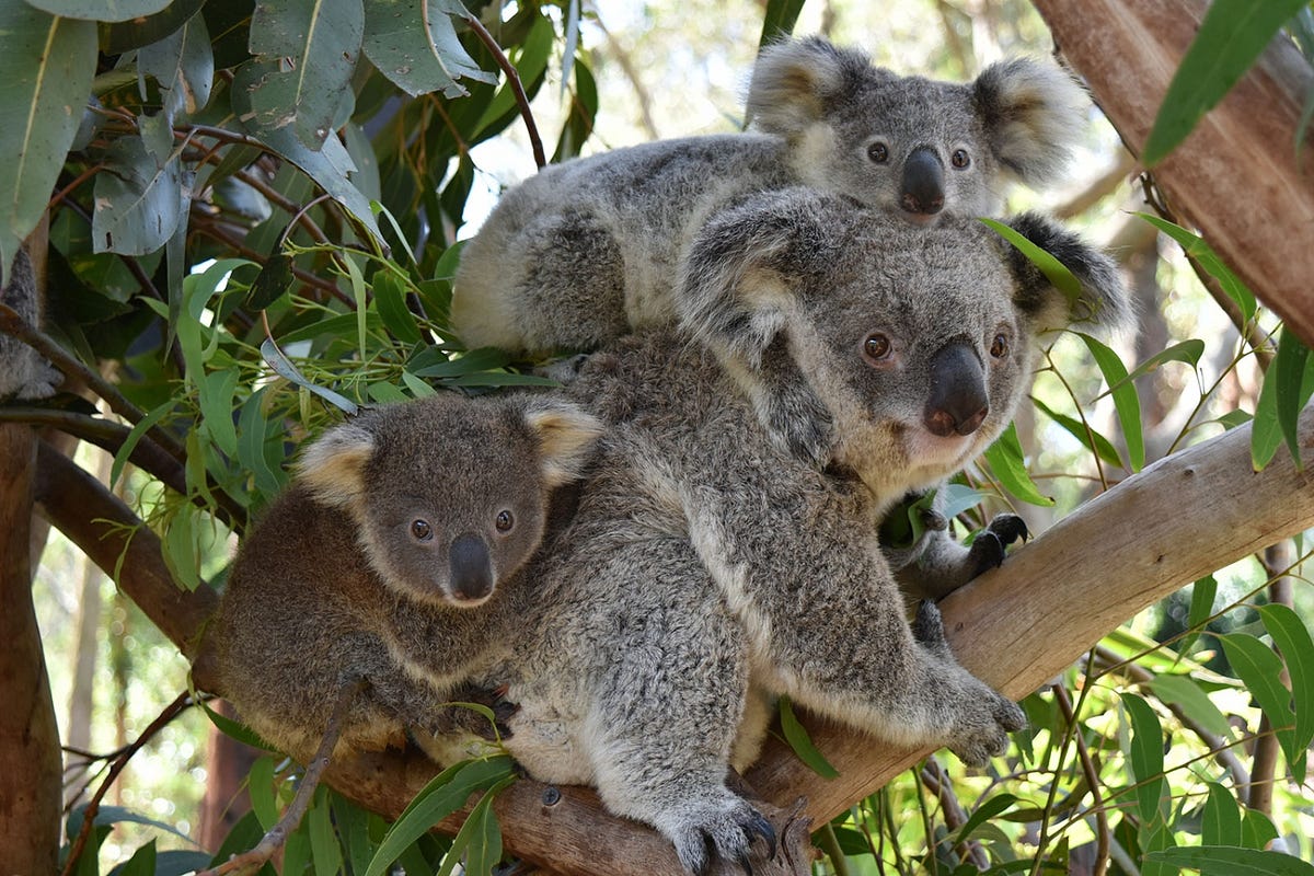 Preserving Australia’s Wildlife. Not only are Koalas one of Australia’s ...
