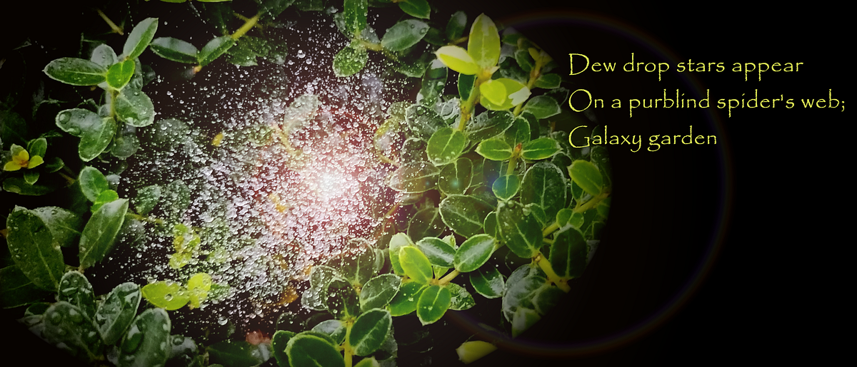 Haiku: Spider Dreams. In a galaxy not so far away | by K R Smith | Medium