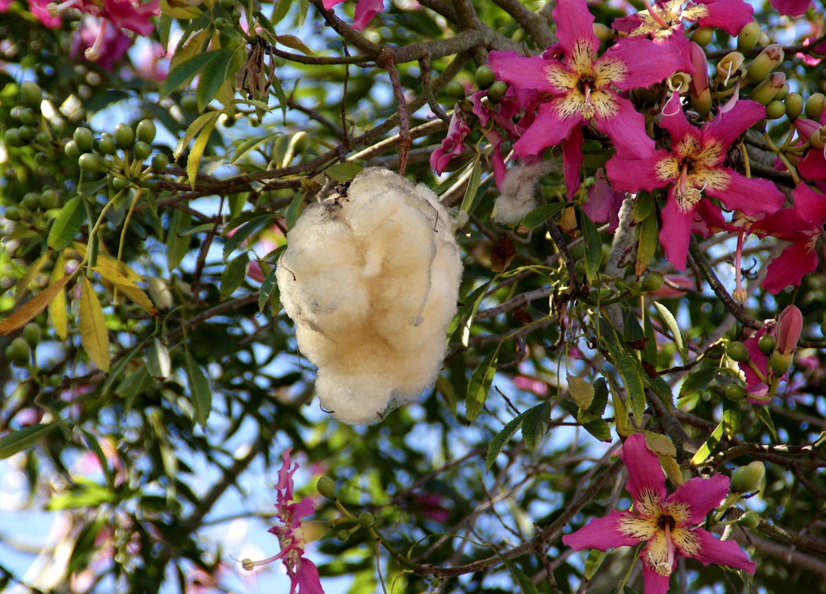 Spectacular Silk Floss Tree - The Daily Cuppa - Medium