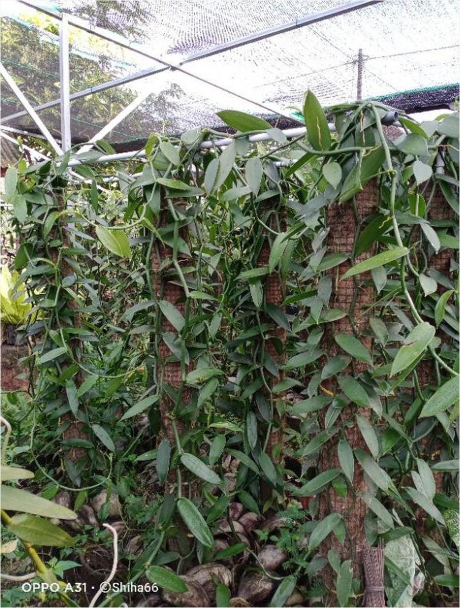 Bibit Vanili Unggul 1 Meteran Jenis Planifolia Wonosobo Berkualitas ...