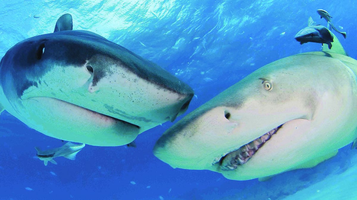 The Fate of Sharks. The apex predator Selachimorpha or as… | by RJ ...