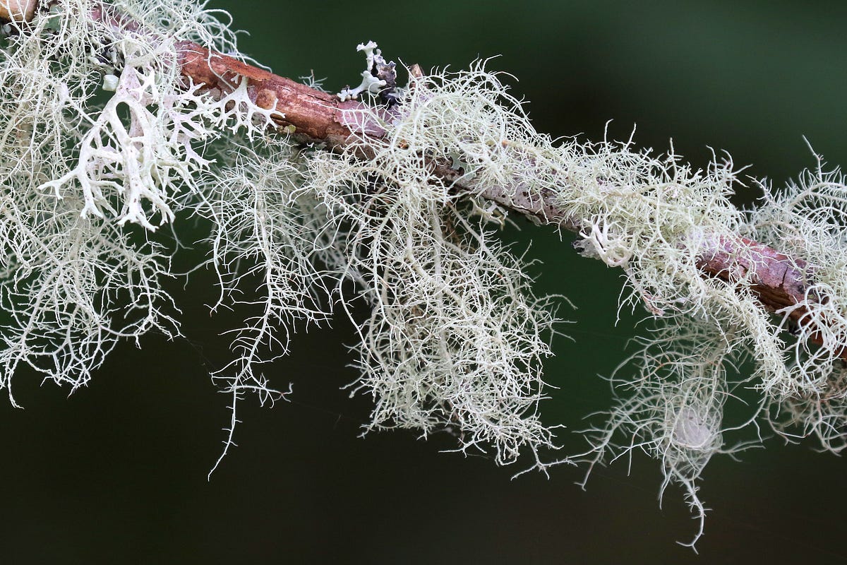 Usnea, Is it Safe. Health Benefits of This Edible Lichen | by C. L ...