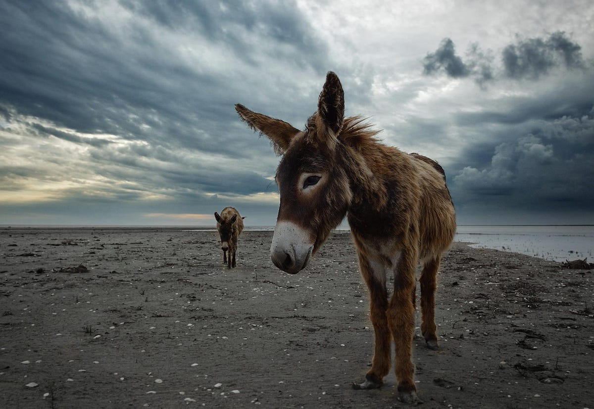 The Donkey Prison. Donkeys said it’s where the world stops | by Vlad B ...