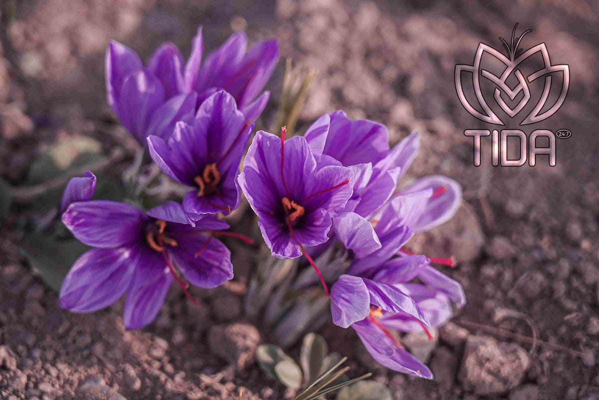 What is saffron ?. Saffron is a plant that grows through… | by Tidasilkroad | Medium