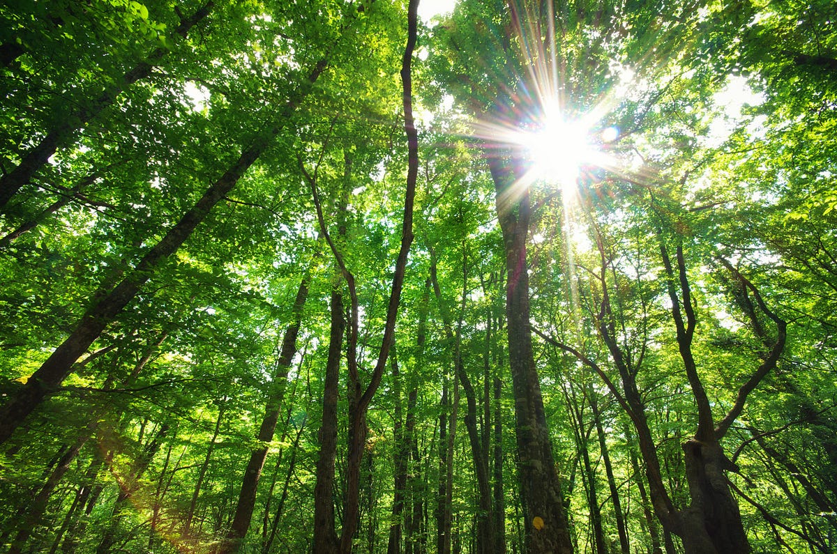 5 Green Digital lifestyle Apps for Planting Trees | by Efi Pylarinou ...