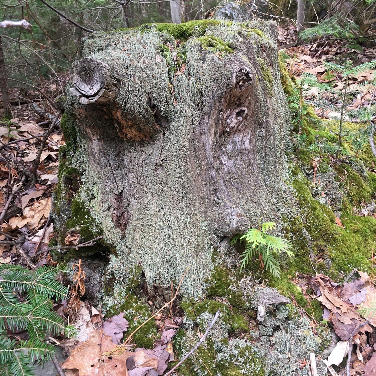Bloody Stumps: It's as if Someone came along and removed you from the ...