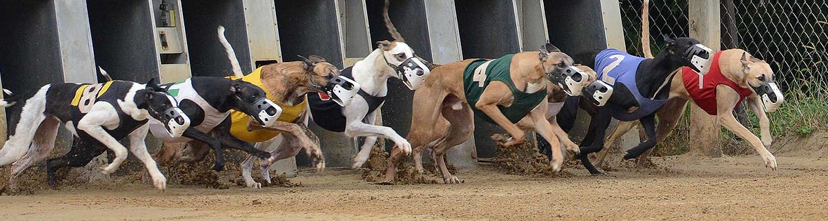 The Inhumanity of Dog Racing. Isa Angelica Quiroz | by Isa Quiroz | Medium