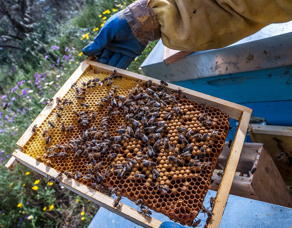 Le Api è la Loro Natura. Articolo di Artistadiabolico Alias Lex… | by ...