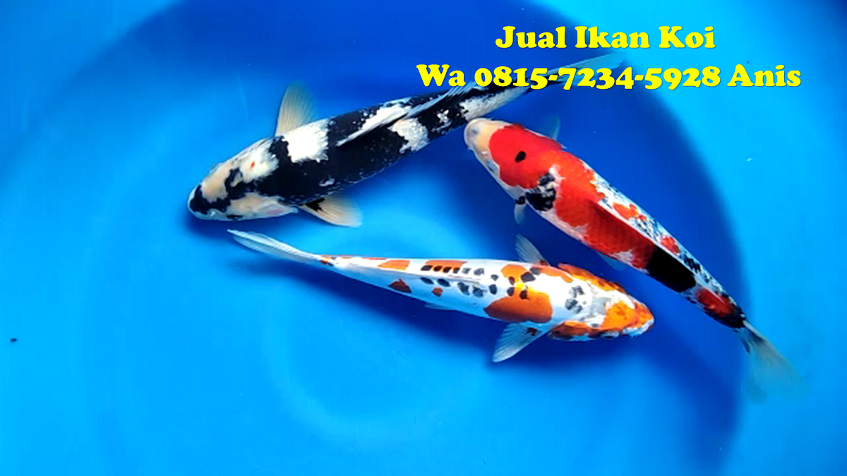 Jual Ikan Koi Garut 081572345922. Jual Ikan Koi di Garut Jual Ikan ...