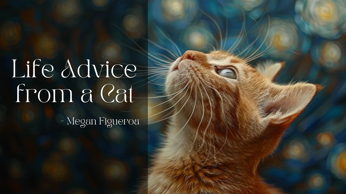 Life Advice from a Cat. In a world filled with chaos and… | by Megan ...