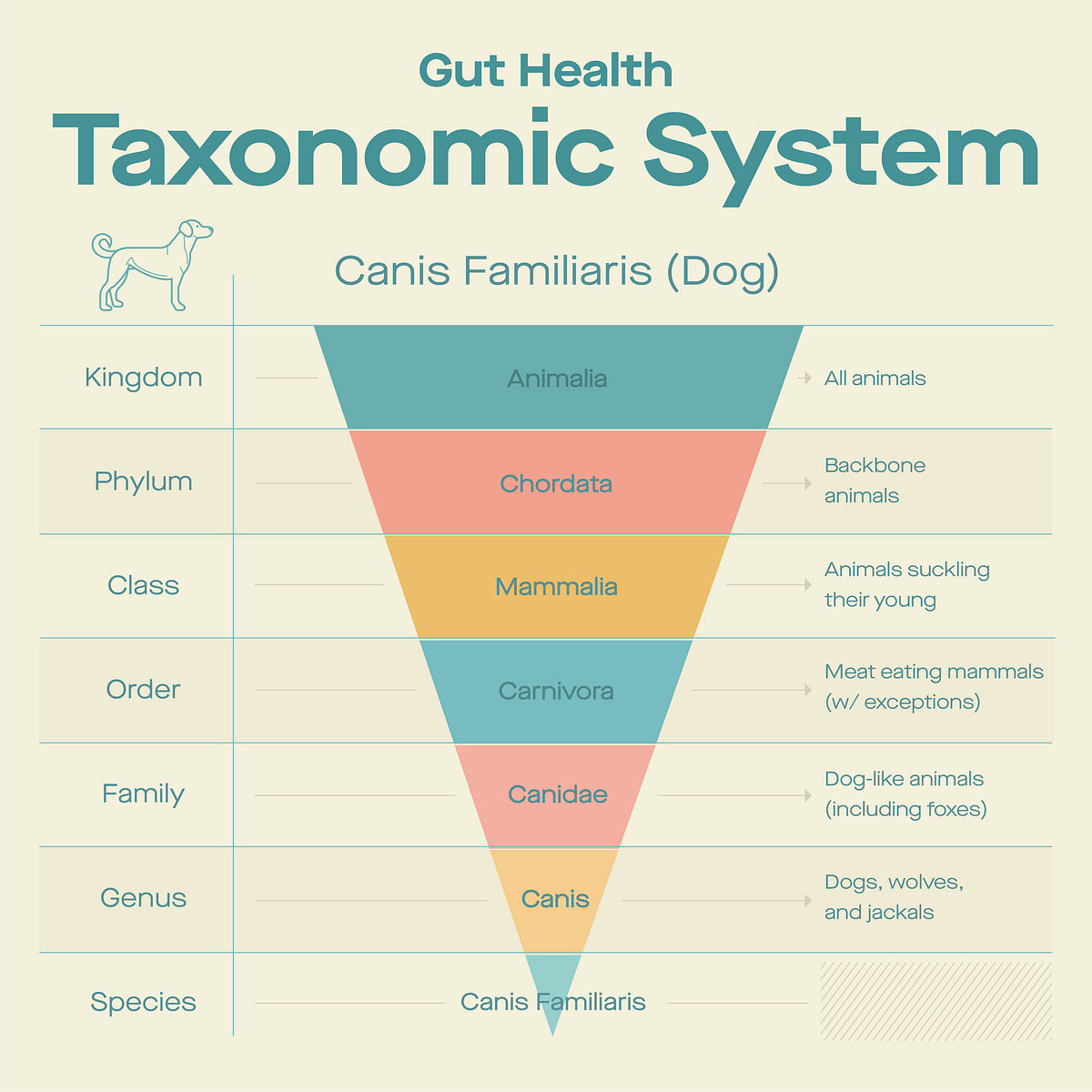 What’s in a name? The taxonomic system and how do we classify bacteria ...