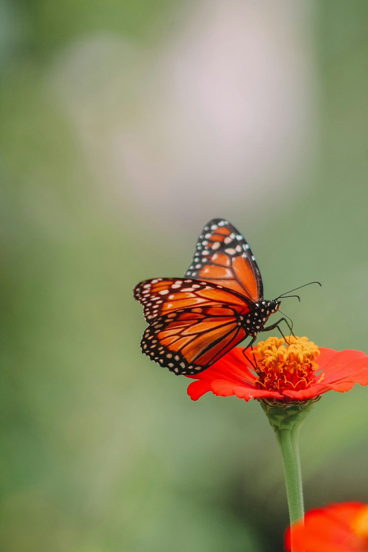My favorite things of 10 different colors | by Cedric Allen | Medium