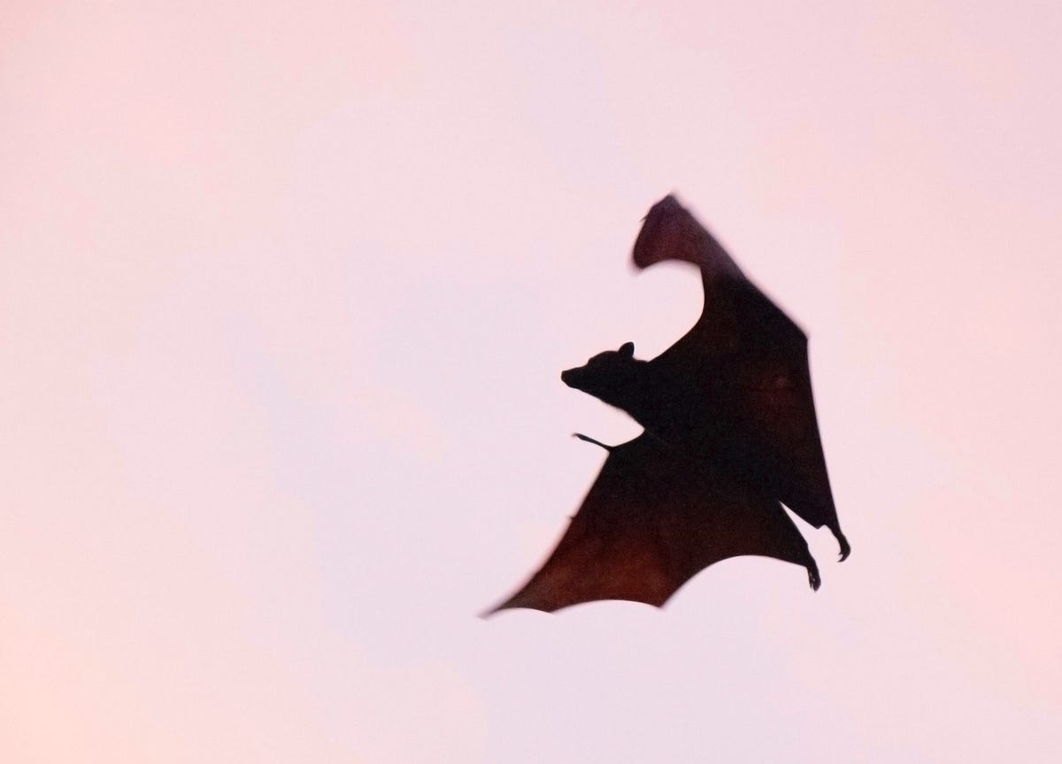 A Sun Too Bright. The Rescue of a Bat Named Batty | by sarah warden ...
