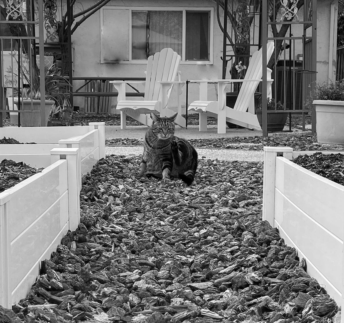 A Good Scratch. Composing perfectly alongside three… | by Joanna and ...