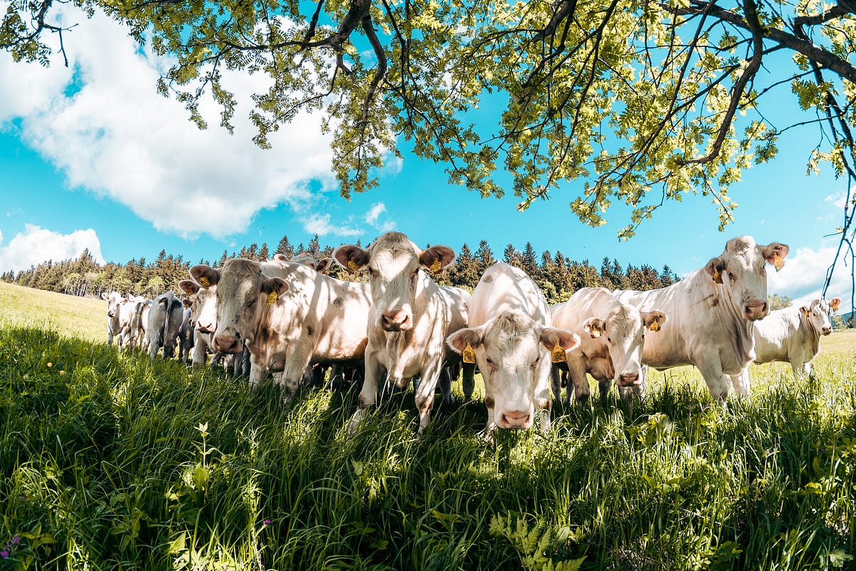 Bliss Farms: A new step on our regenerative journey | by Wayne Gibbins ...