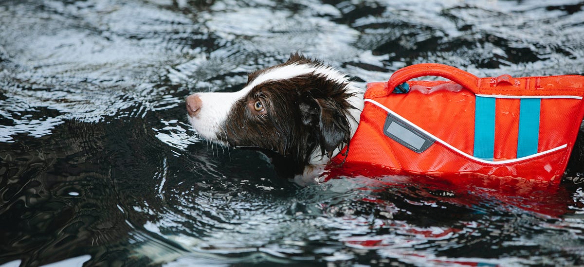The Ultimate List of Must-Have Tools for Successful Gun Dog Training ...