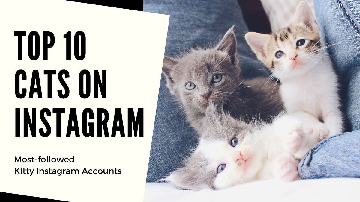 Top 10 Cat Influencers on Instagram | by Lyndsey Jin | SocialBook | Medium