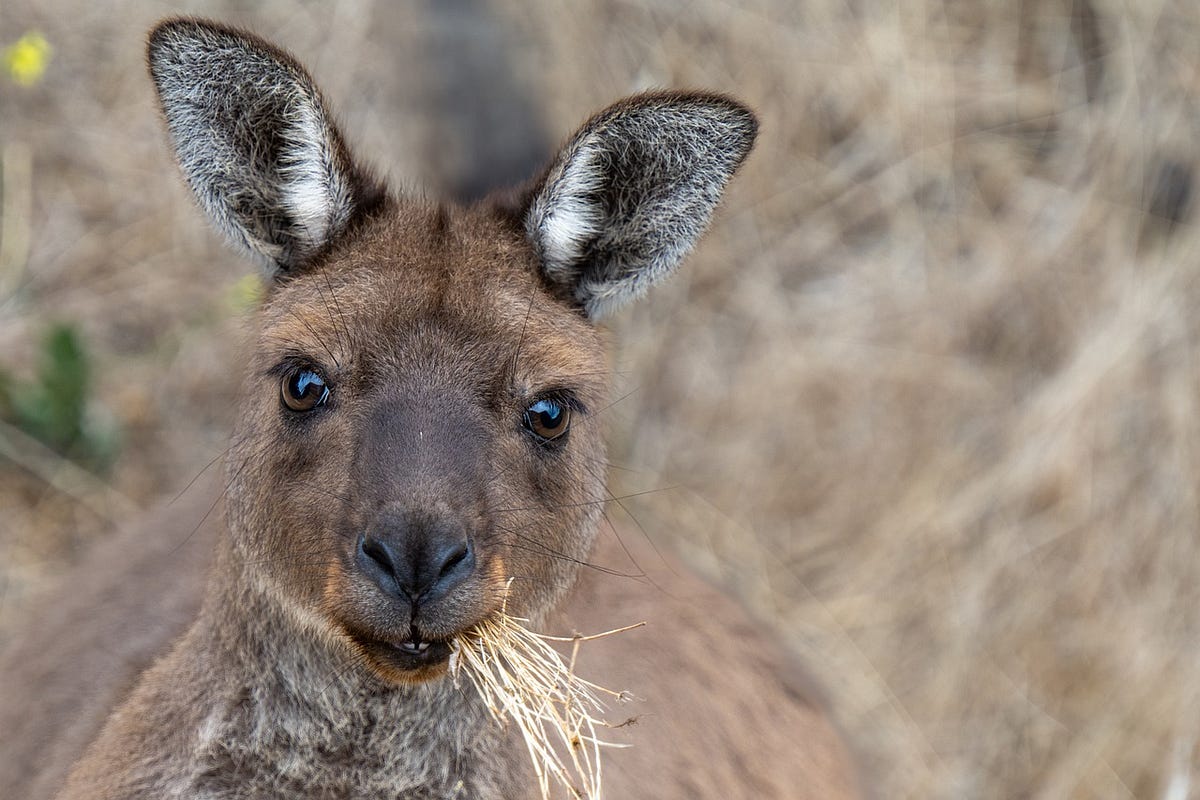 Air Guitar Kangaroo Wins Comedy Wildlife Photography Awards | by DJ ...
