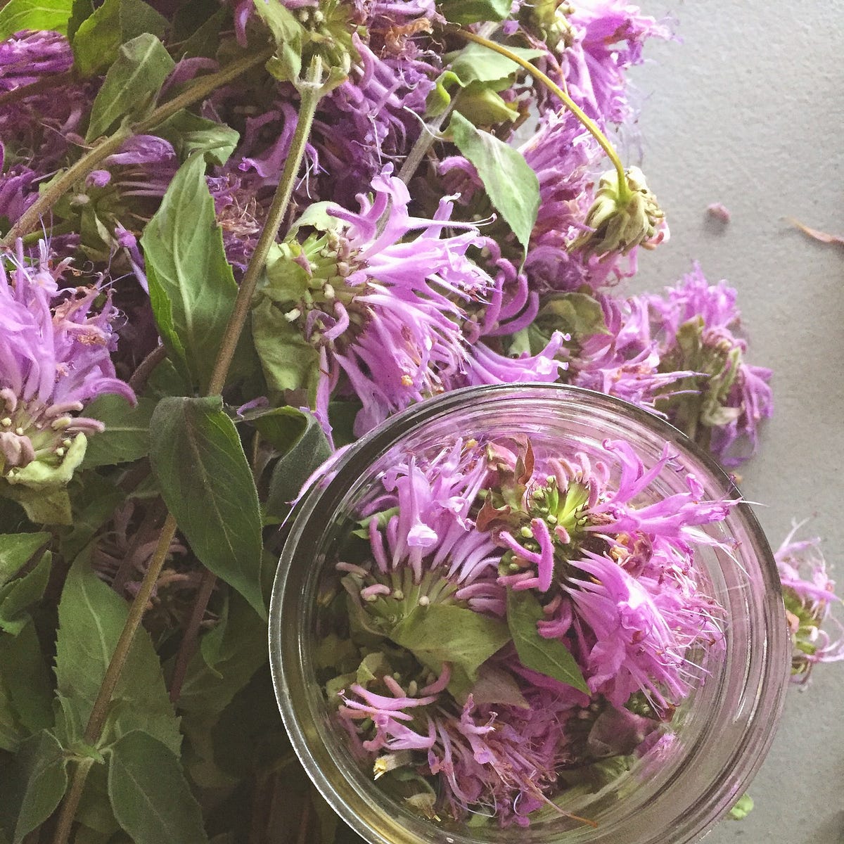 DARCEY BLUE — BEE BALM BLESSINGS IN WINTER | by POLLEN.INSTITUTE ...