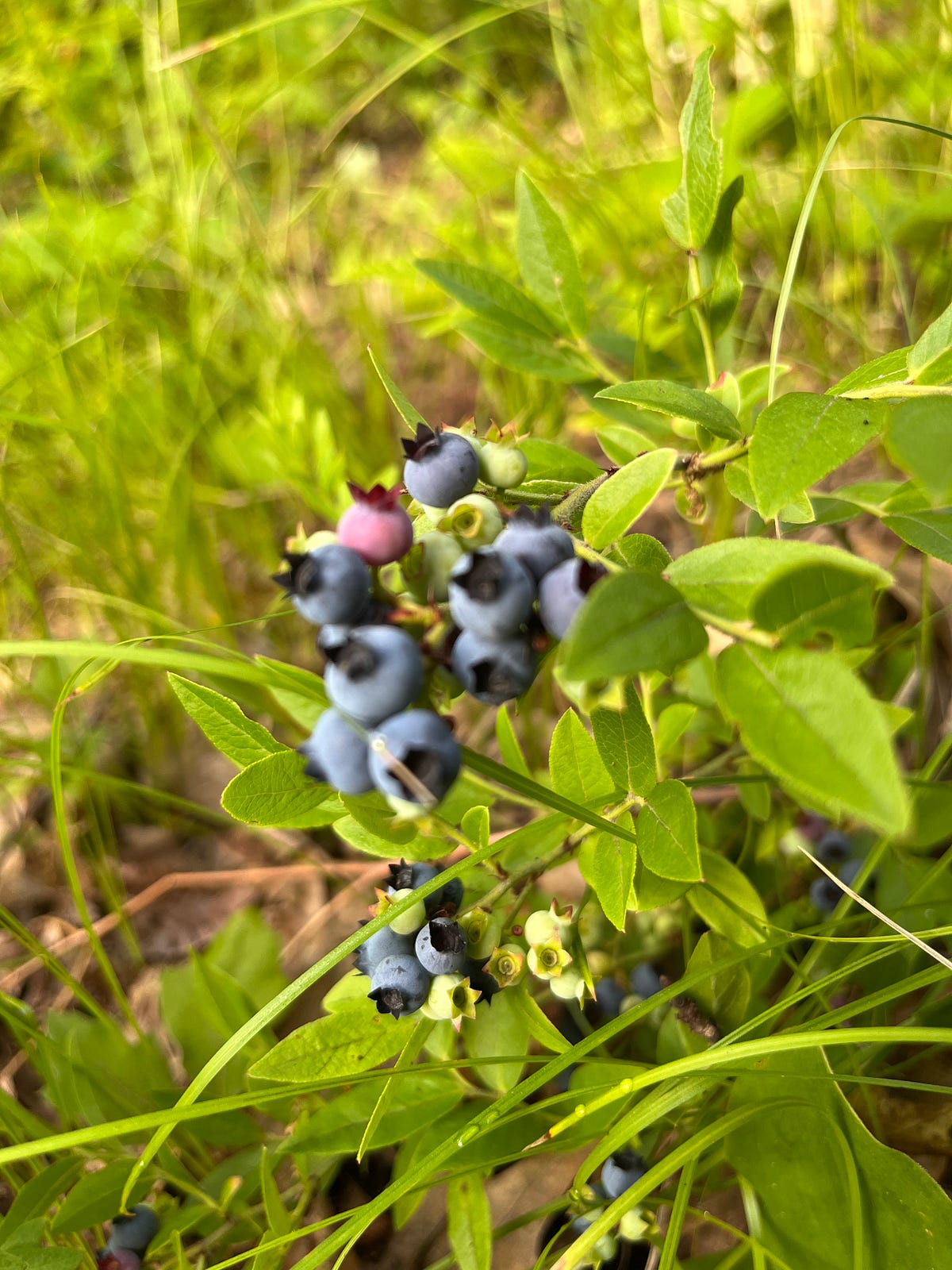 Were My Colossal Blueberries Tempting Curious Visitors to Our Yard ...