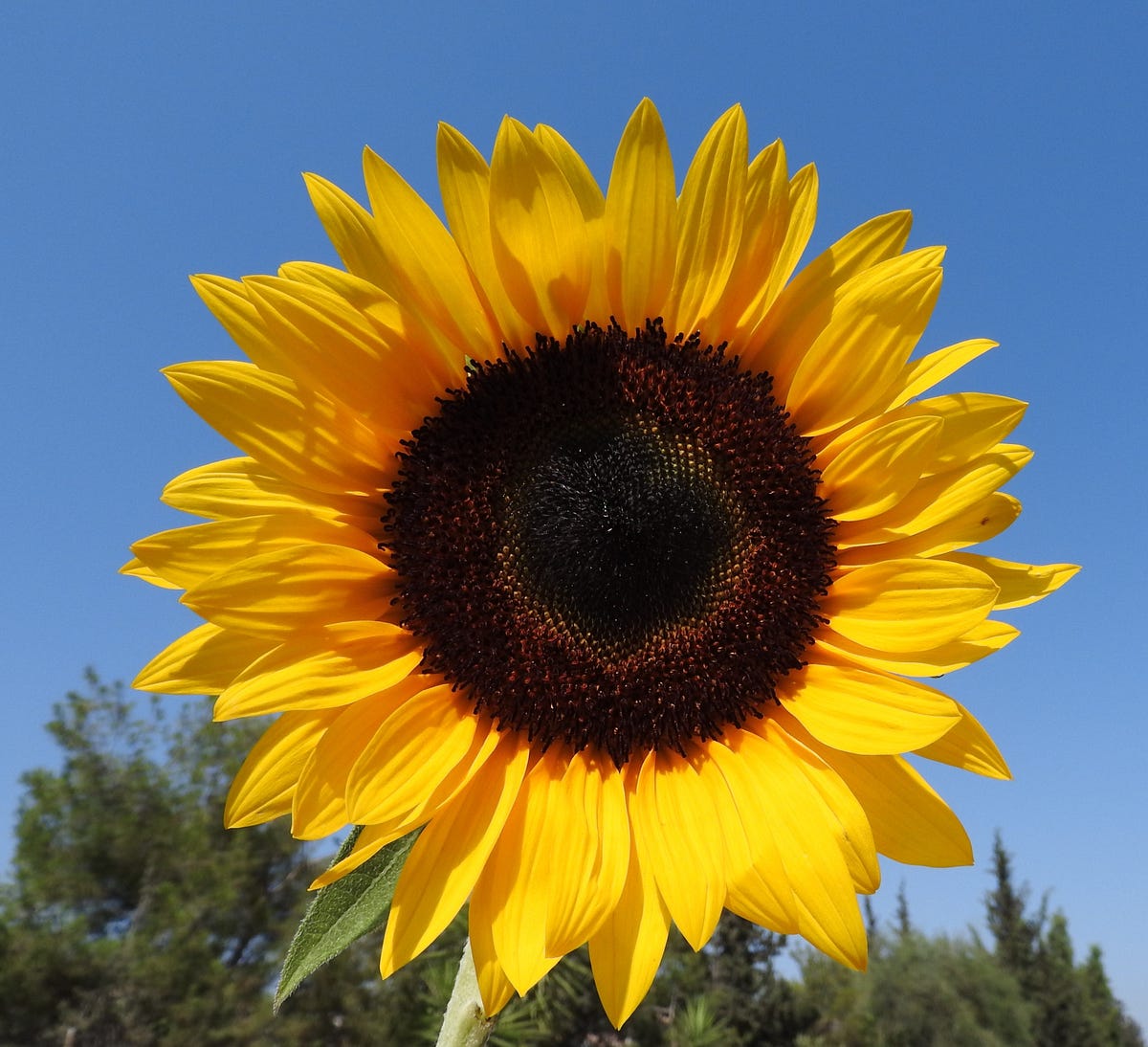 The Real Thing. Lessons from sunflowers | by Olive Wilson | Medium