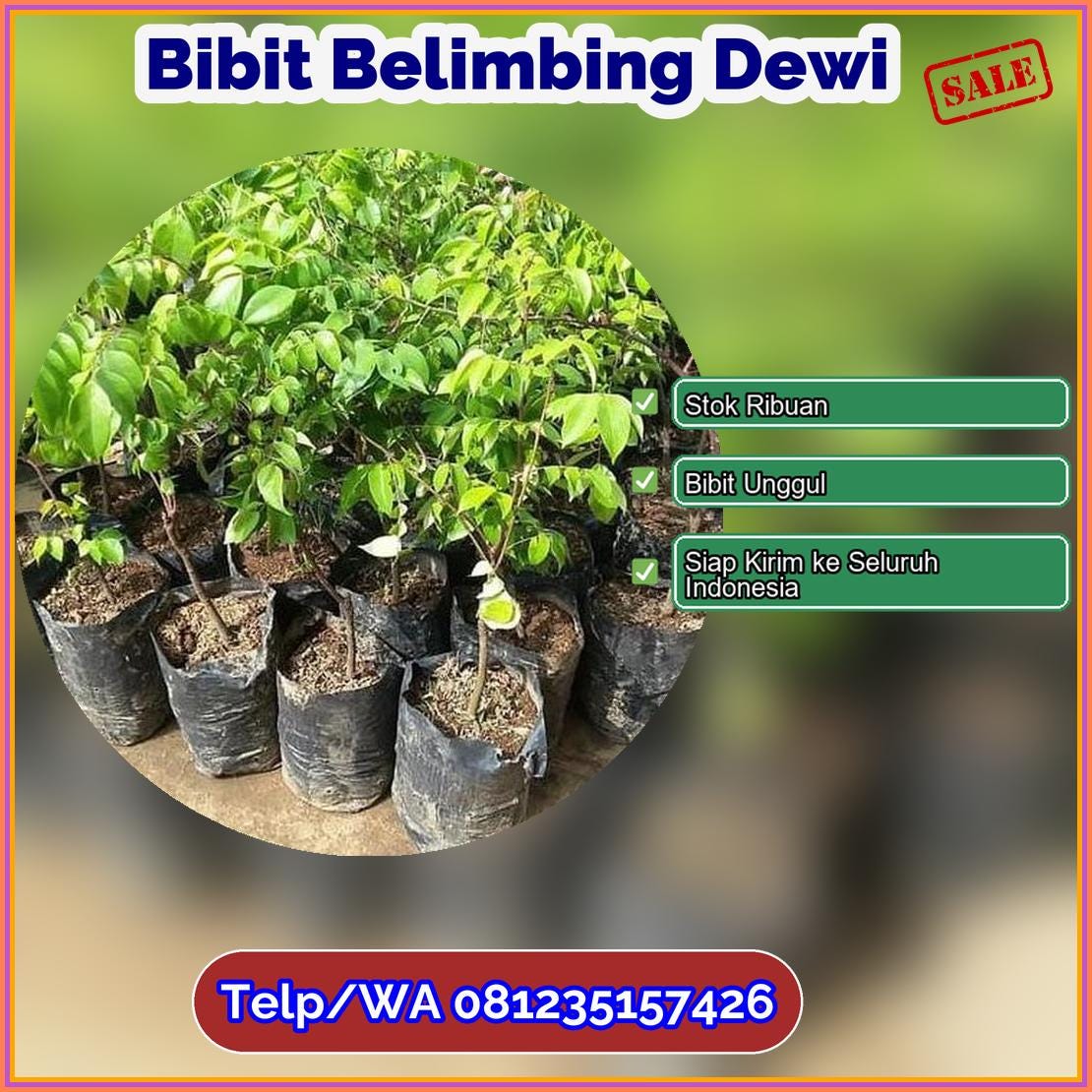 Grosir Bibit Belimbing Dewi Bangka Selatan | by Ezio Asoka | Jul, 2023 ...