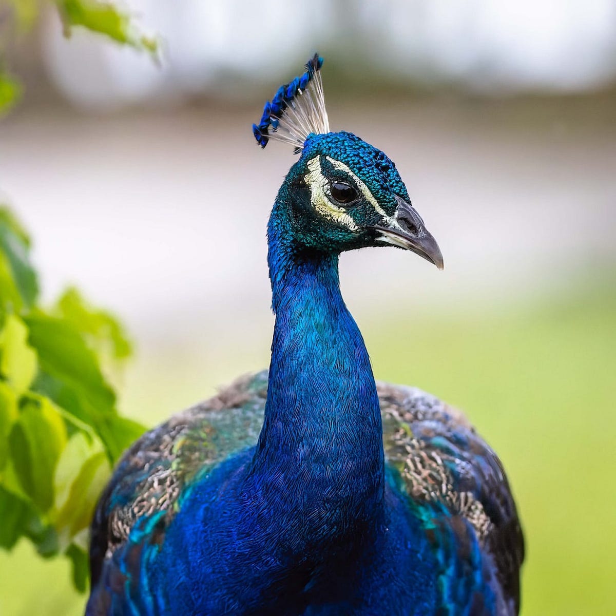 Indian peafowl. Photo by Jongsun Lee on Unsplash | by Aniqrehman | Sep ...
