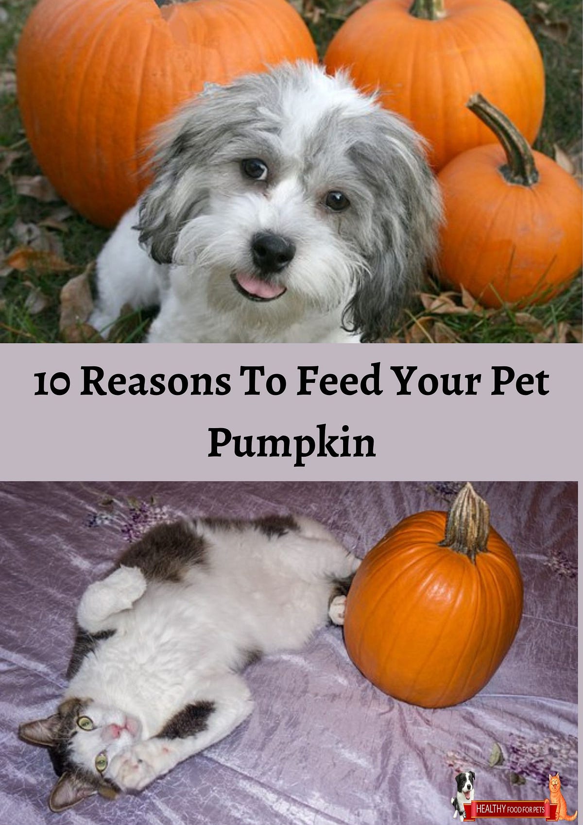 10 Reasons To Feed Your Pet Pumpkin - Healthy Food For Pets - Medium