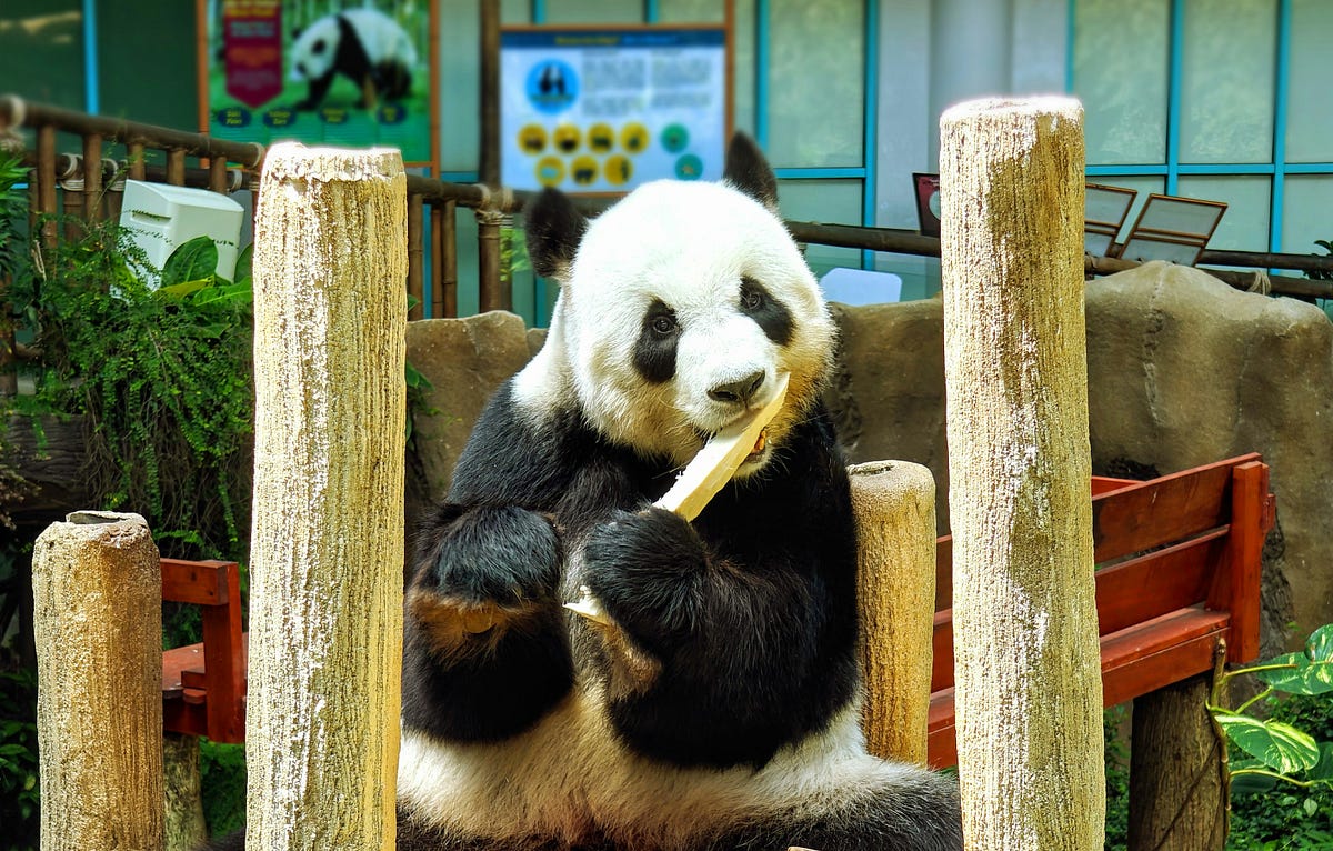 Why Is Pythons Pandas Called Pandas Unveiling The Story Behind The