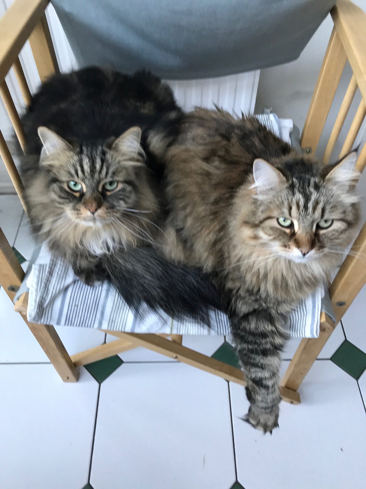 Friends Reunited. Sleeping Cats Writing Prompt | by robert porter ...