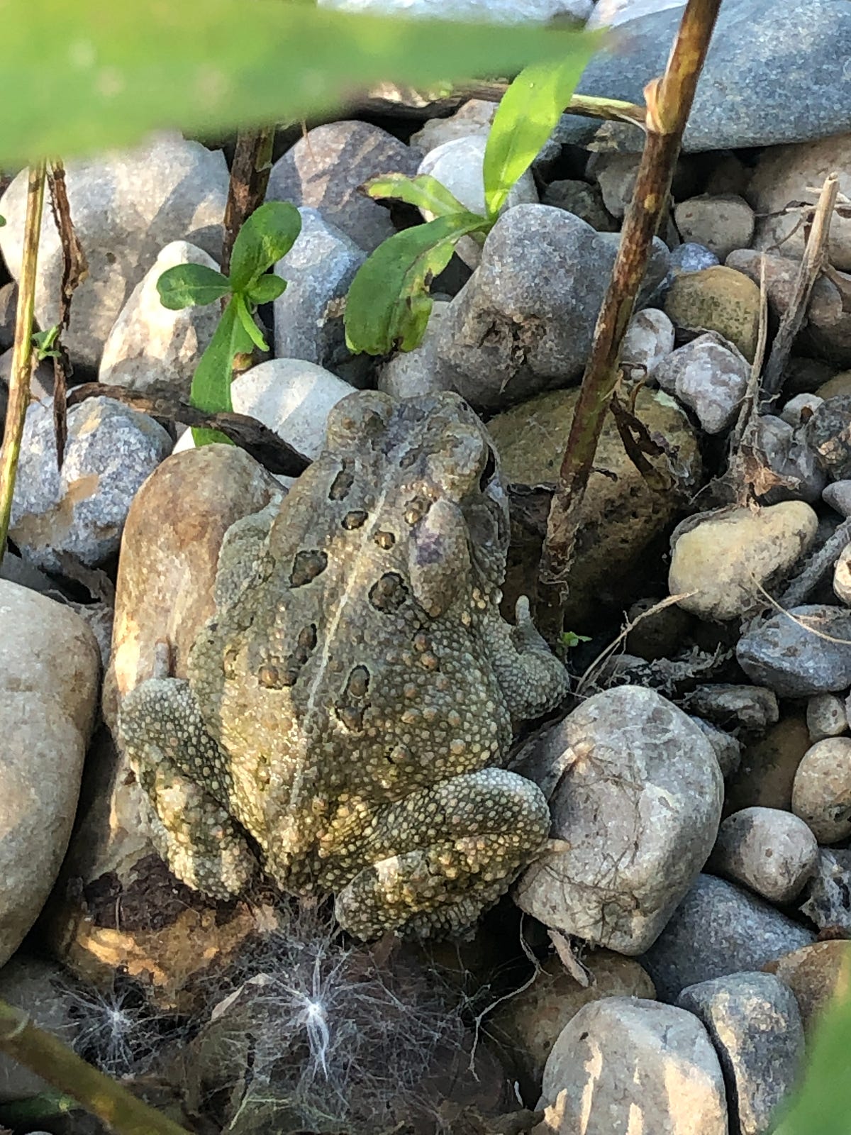 Fowler’s Toad. Anaxyrus fowleri | by Alex Heninger | Jun, 2024 | Medium
