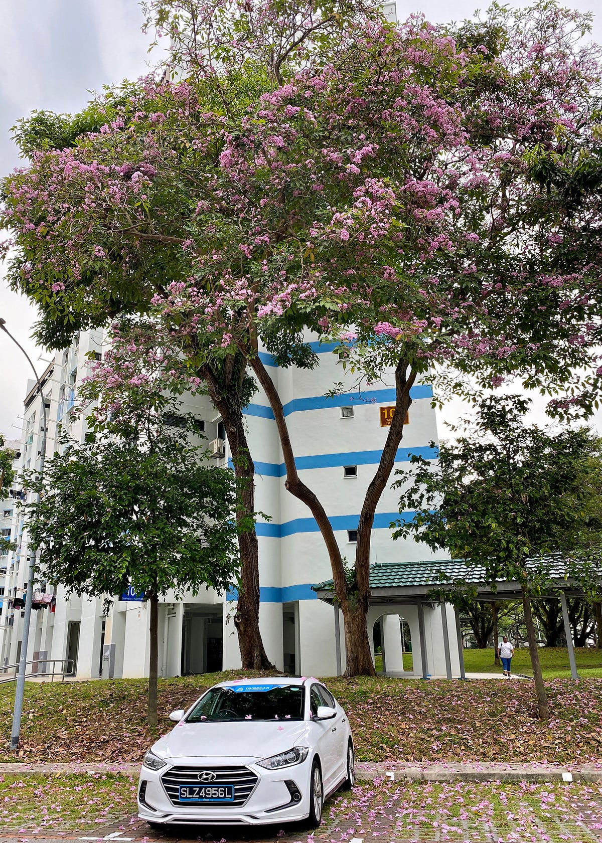 The Trumpet Tree. Have you ever stumbled upon a majestic… | by Marcus ...