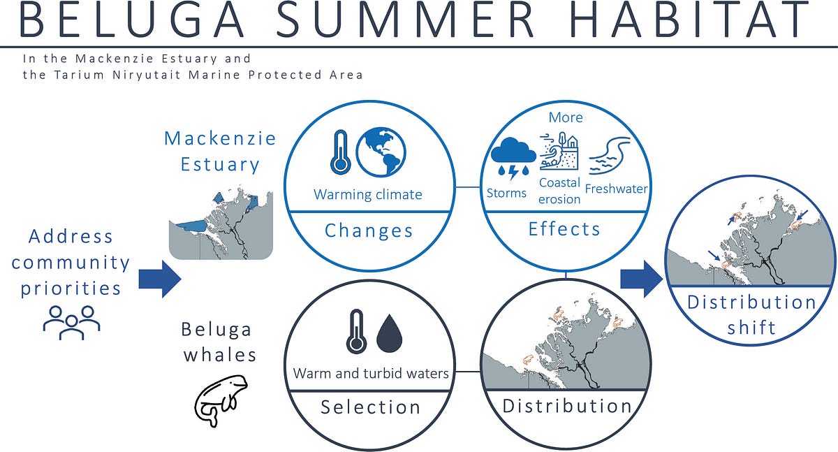 Environmental drivers of beluga summer distribution in the Mackenzie ...