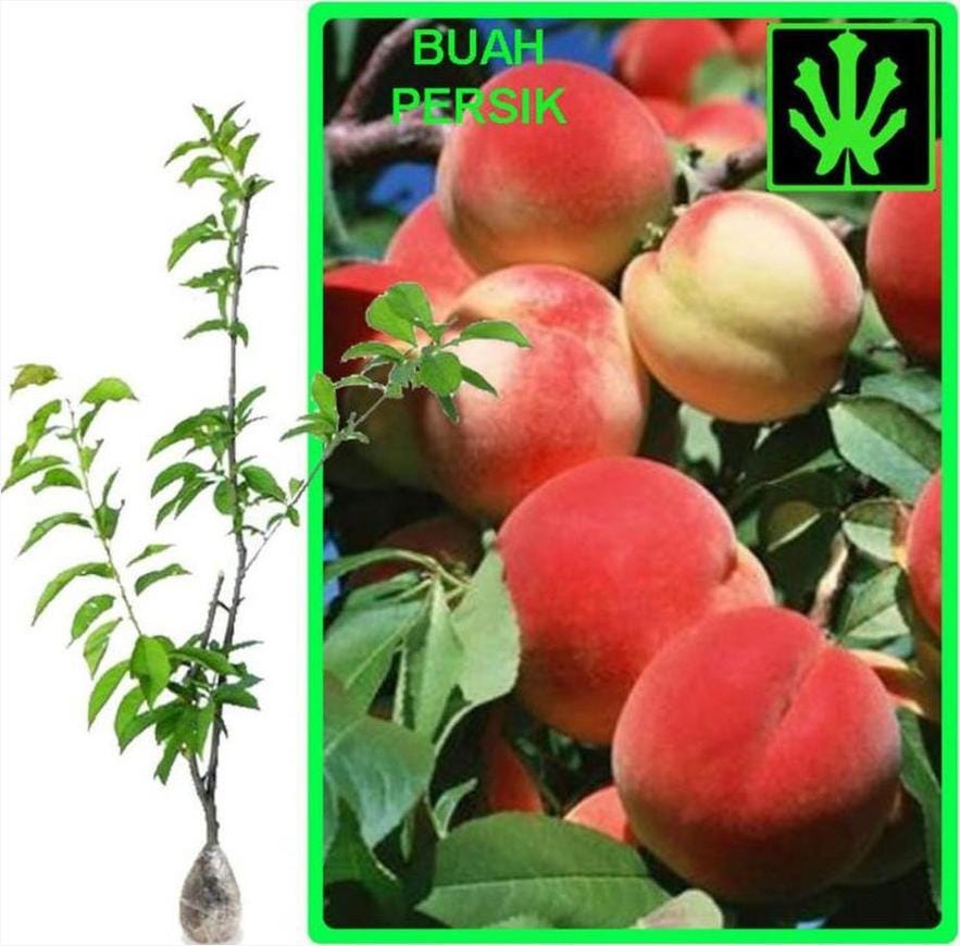 Tanaman Bibit Buah Persik Bandung Terlengkap | by Agro Tani Berkarya ...