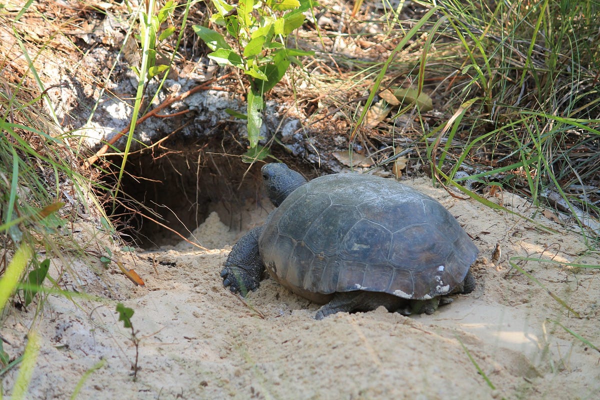 Species Biography: Gopher Tortoise | by Carolineibarra | Medium