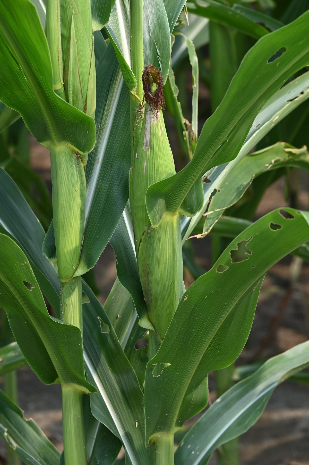 Corn on the Cob. The waiting for fresh, delicious corn… | by John Dean ...