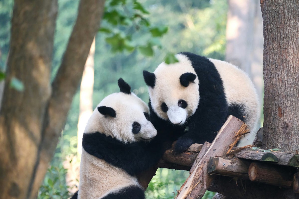 Adding Columns to Pandas DataFrames | by Giulio Laurenti, PhD | Apr ...