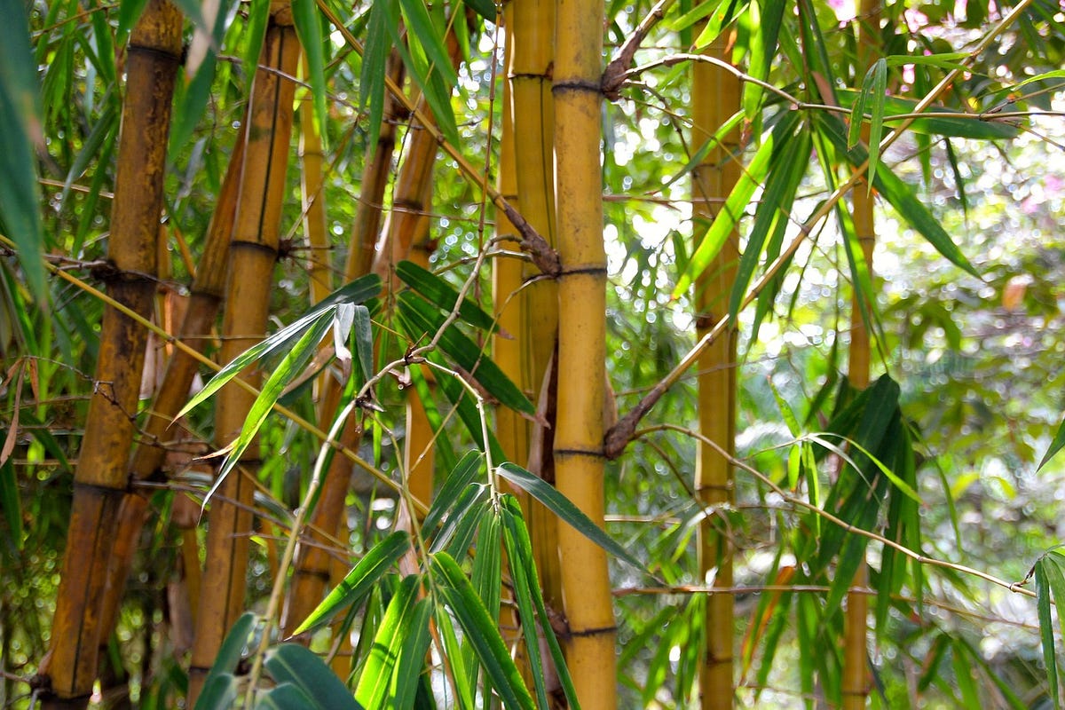 Wise & Well Weekly 01.16.26. Bamboo as health food? Plus more… | by ...